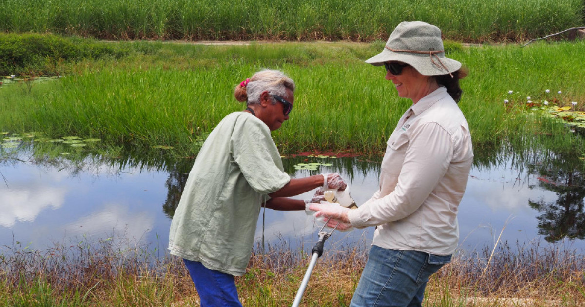 Gulngay people bringing back Gabun BARRETT’S LAGOON | Cairns Local News ...